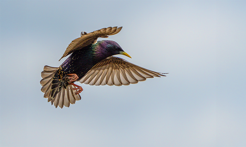Author Mike Stark on Writing His New Book about Starlings