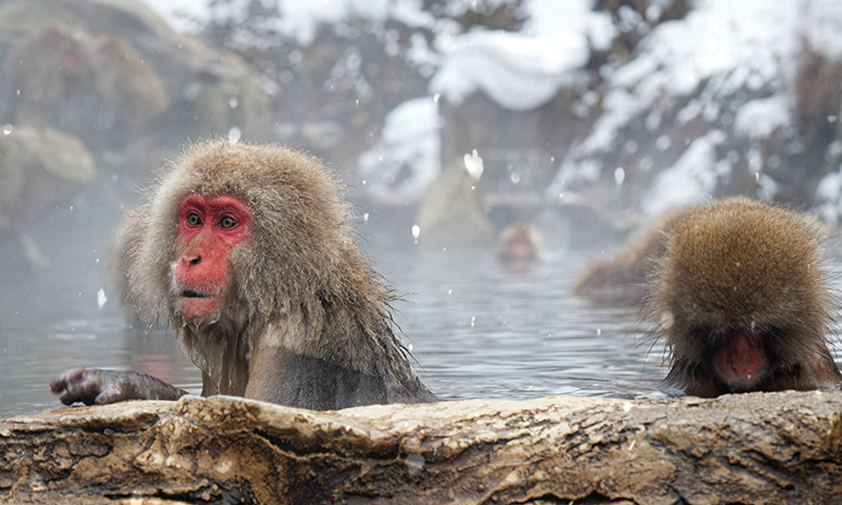 Hot Spring Bathing Doesn’t Just Keep Japanese Monkeys Warm
