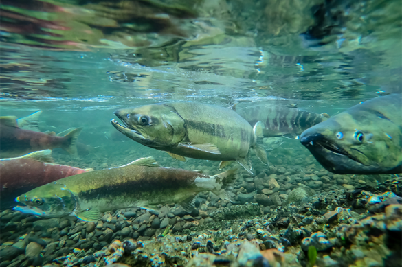 How Enriching the Lives of Captive Fish Improves Science, Conservation ...