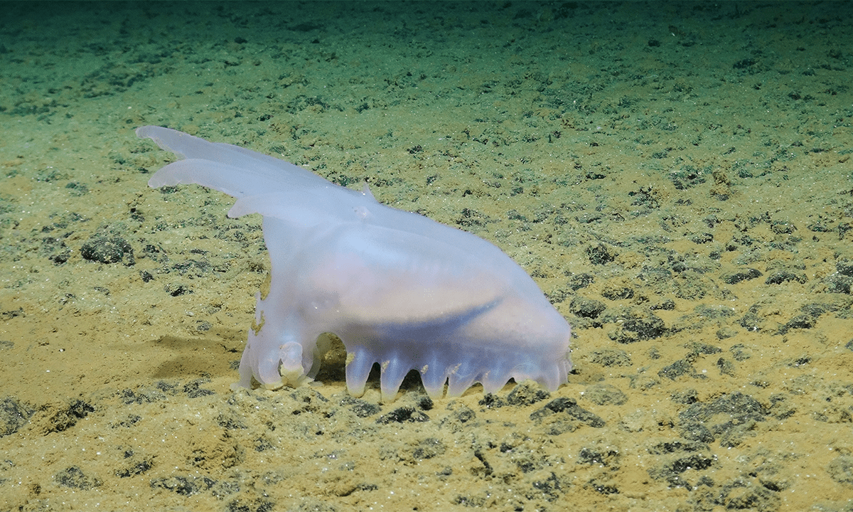 Potential Deep-Sea Mining Site Harbors Scores of New Species