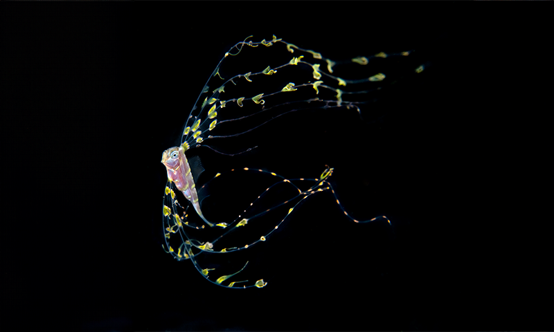 Specialized Blackwater Photographers Reveal Surprising Habits of Tiny ...