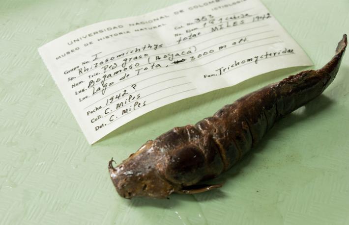 The Hunt for the Lost Fat Catfish in Colombia